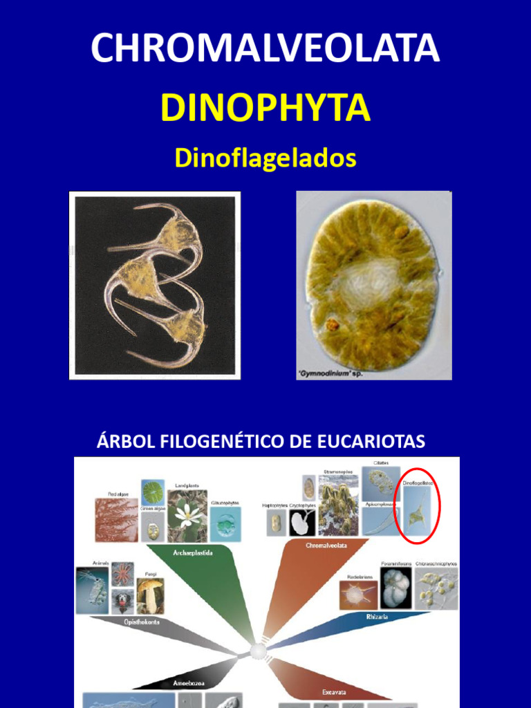 Características de los Dinoflagelados | PDF | Cloroplasto | Biología ...