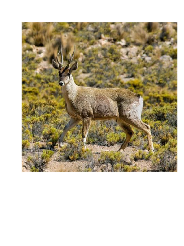 Venado Andino | PDF