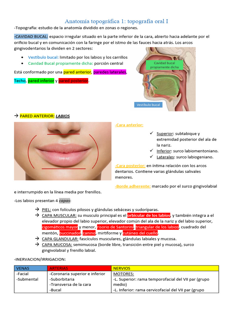 Anatomía Topográfica 1 ORAL I | PDF | Labio | Órgano (anatomía)
