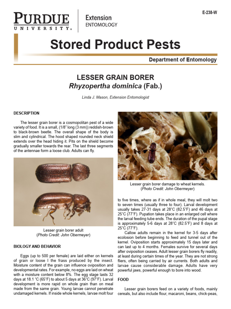 Stored Product Pests: Rhyzopertha Dominica (Fab.) | Download Free PDF ...