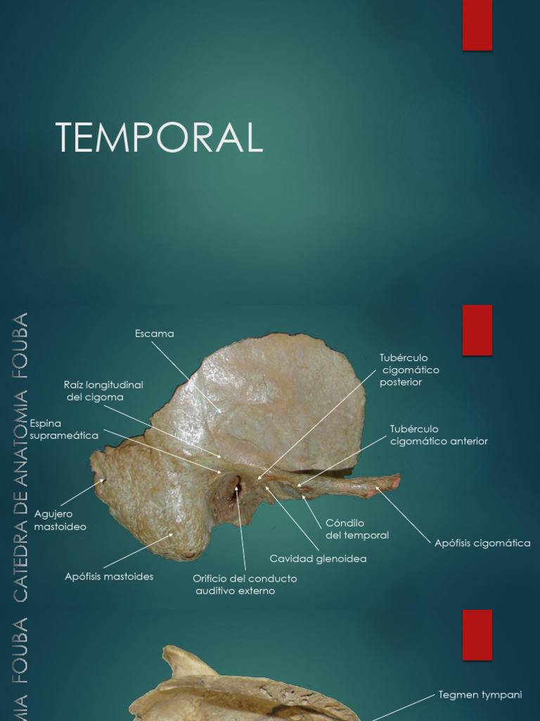 TEMPORAL | PDF | Anatomía | Sistema musculoesquelético