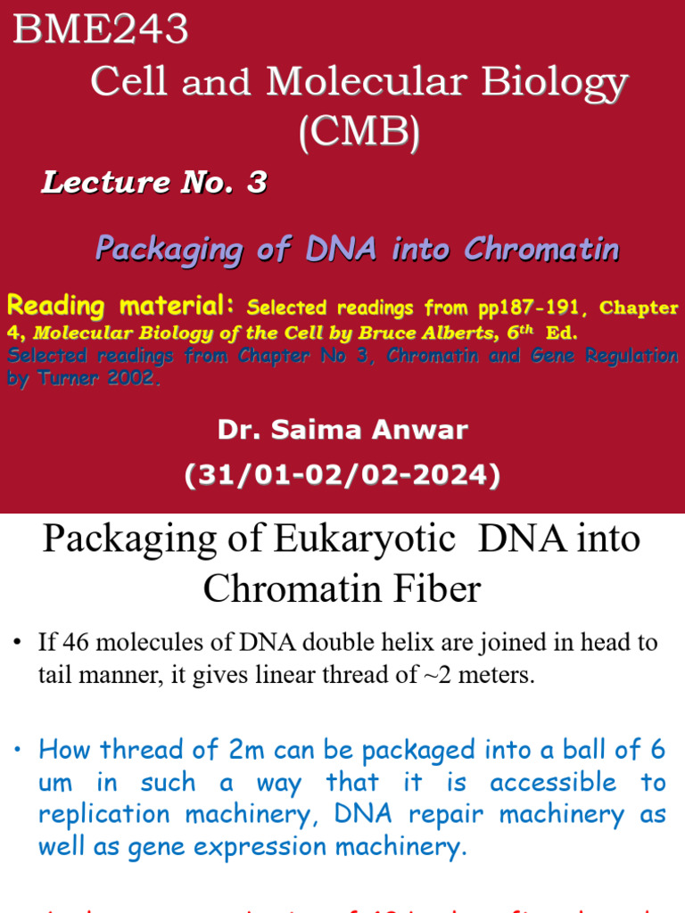 Lecture No. 3: Packaging of DNA Into Chromatin | PDF | Histone | Chromatin