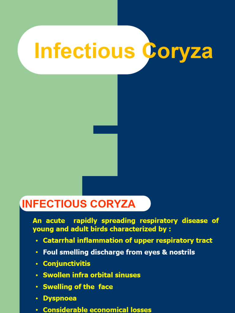 9.infectious Coryza | Download Free PDF | Infection | Health Sciences