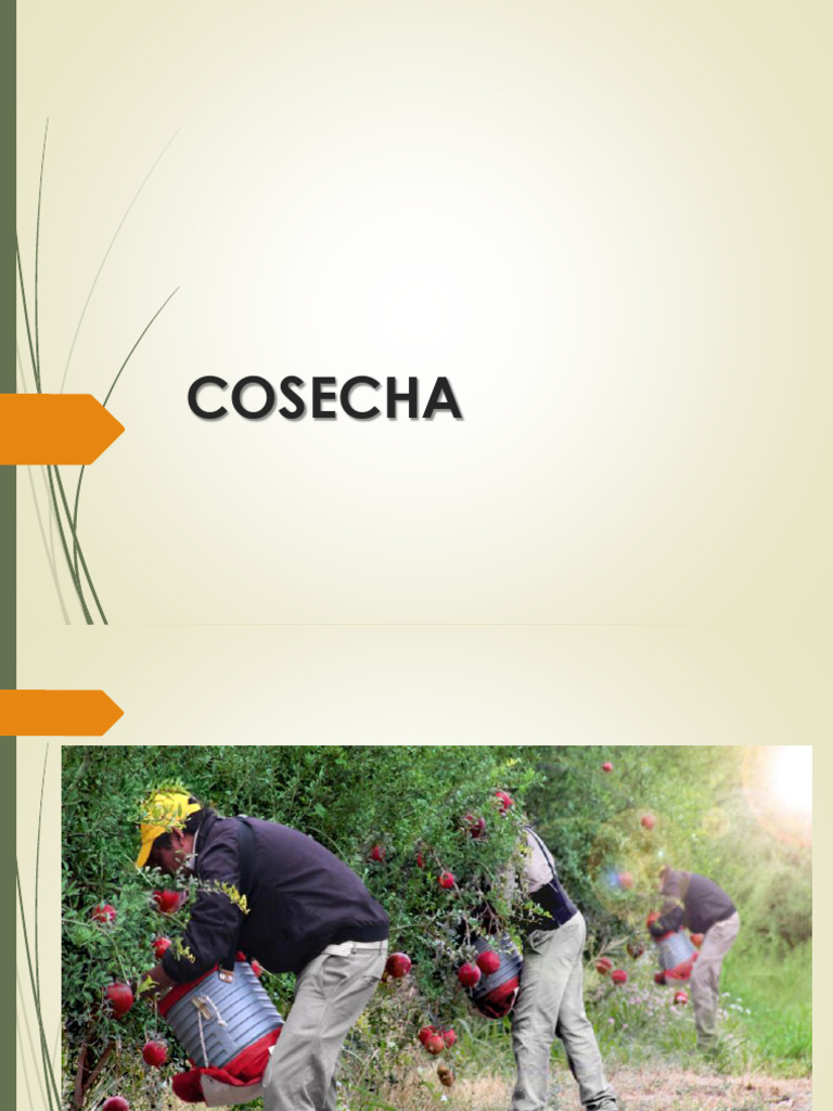 4 Cosecha | PDF | Agricultura | Plantas