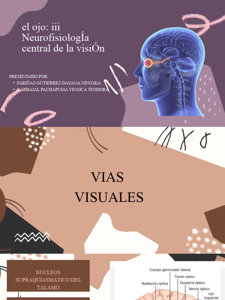 El Ojo III NeurofisiologÍa Central de La Visión | PDF | Ojo humano | Percepción visual