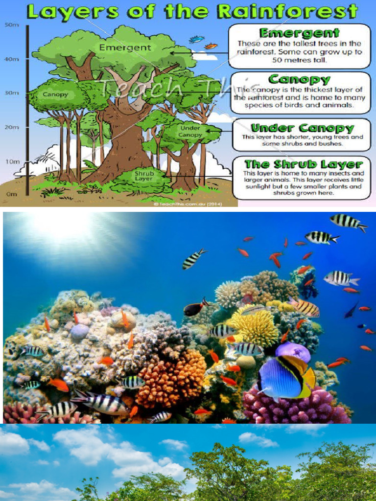 Tropical Rainforest Pdf