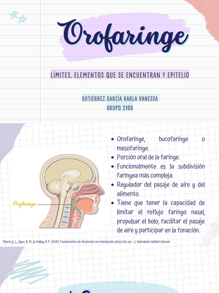 S. Respiratorio Orofaringe | PDF | Lengua | Epitelio