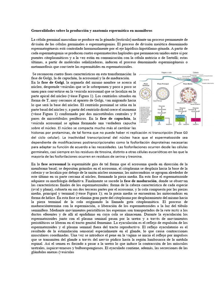 Generalidades sobre la producción y anatomía espermática en mamíferos | PDF | Biología Celular ...