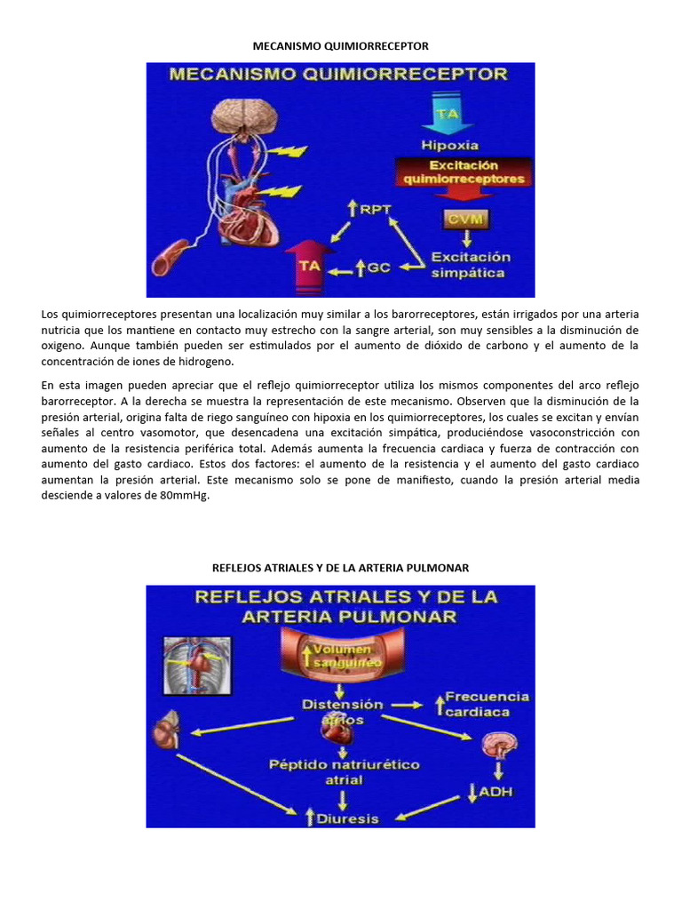 Mecanismo Quimiorreceptor | PDF | Angiotensina | Especialidades Medicas