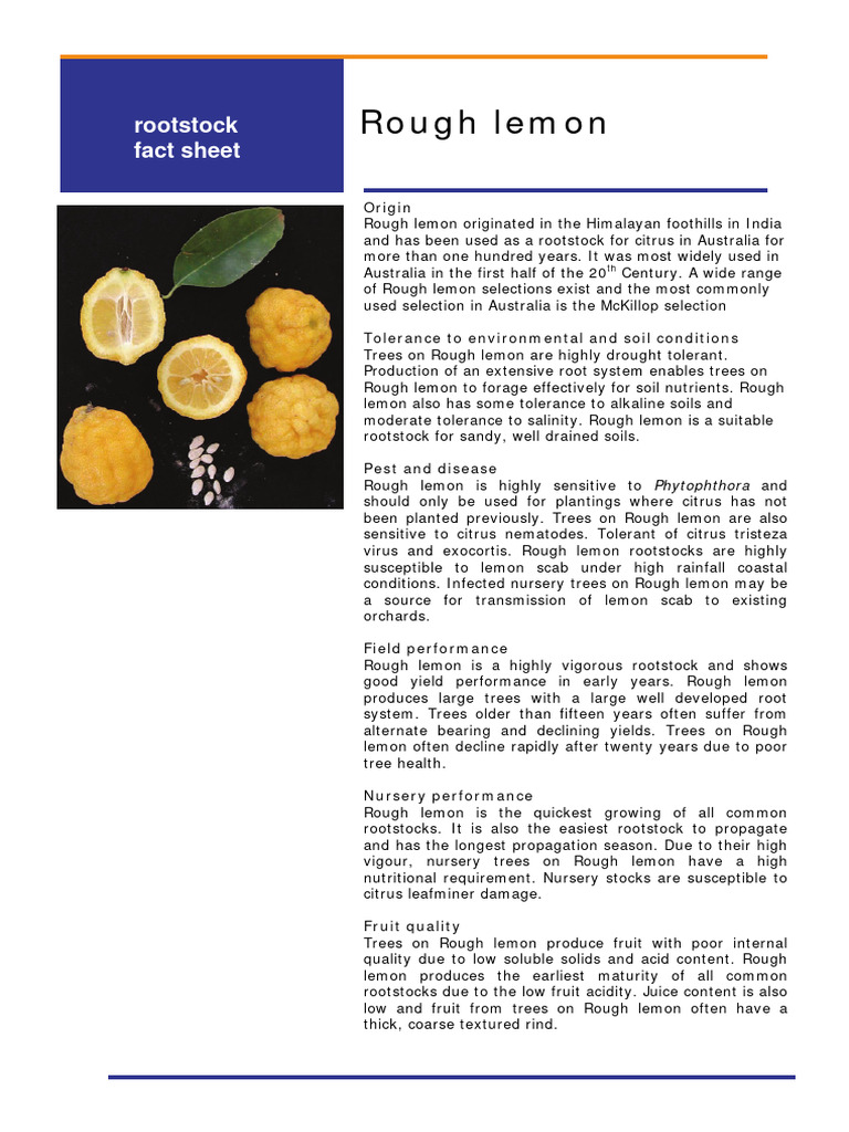 Rough Lemon Rootstock | PDF | Citrus | Orange (Fruit)