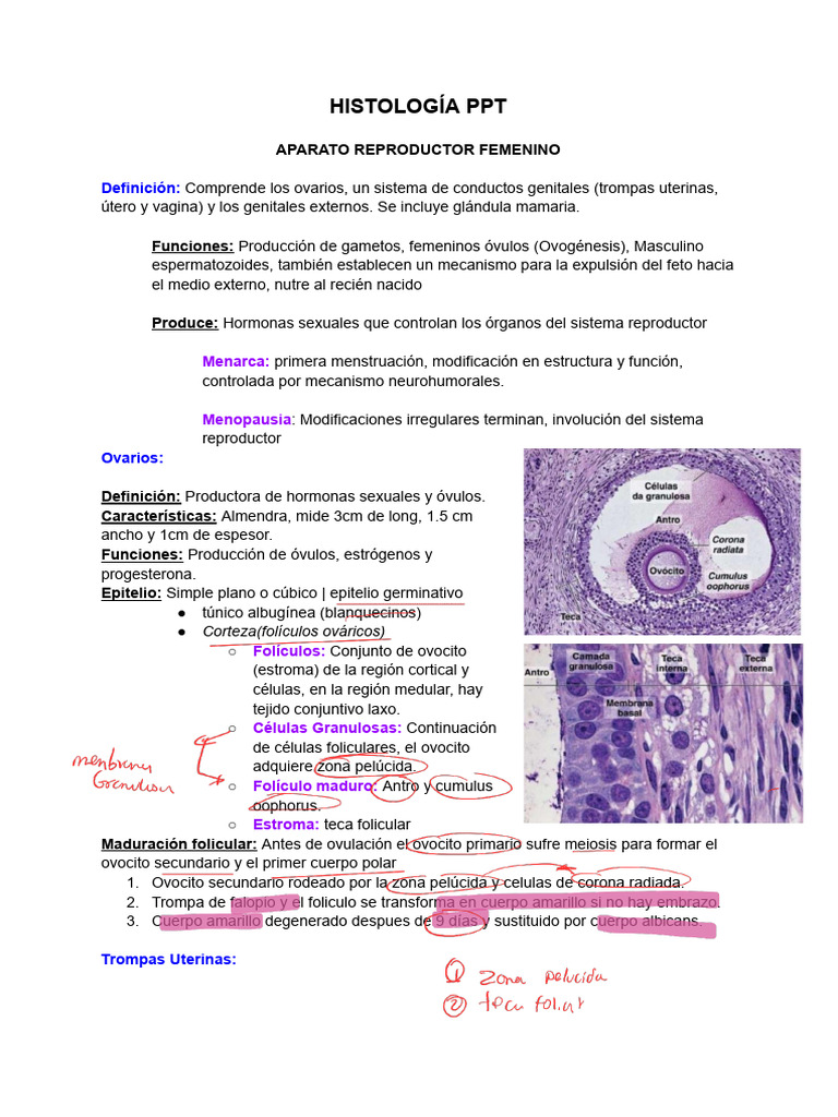 Histología del Sistema Reproductor Femenino | PDF | Ovario | Vagina