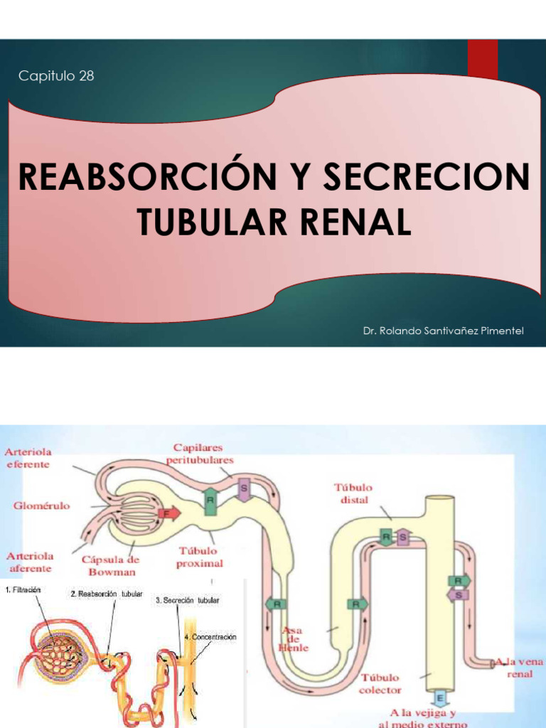 Capitulo 28. Reabsorcion y Secrecion Tubular Renal | PDF | Angiotensina ...