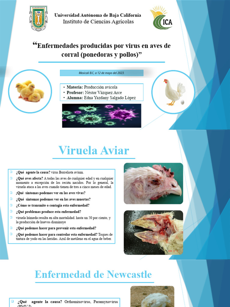 Enfermedades virales | PDF | Influenza | Influenza aviar
