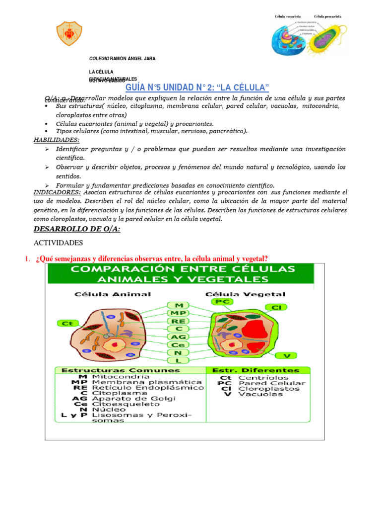 Estructuras y funciones de células | PDF | Citoplasma | Retículo ...