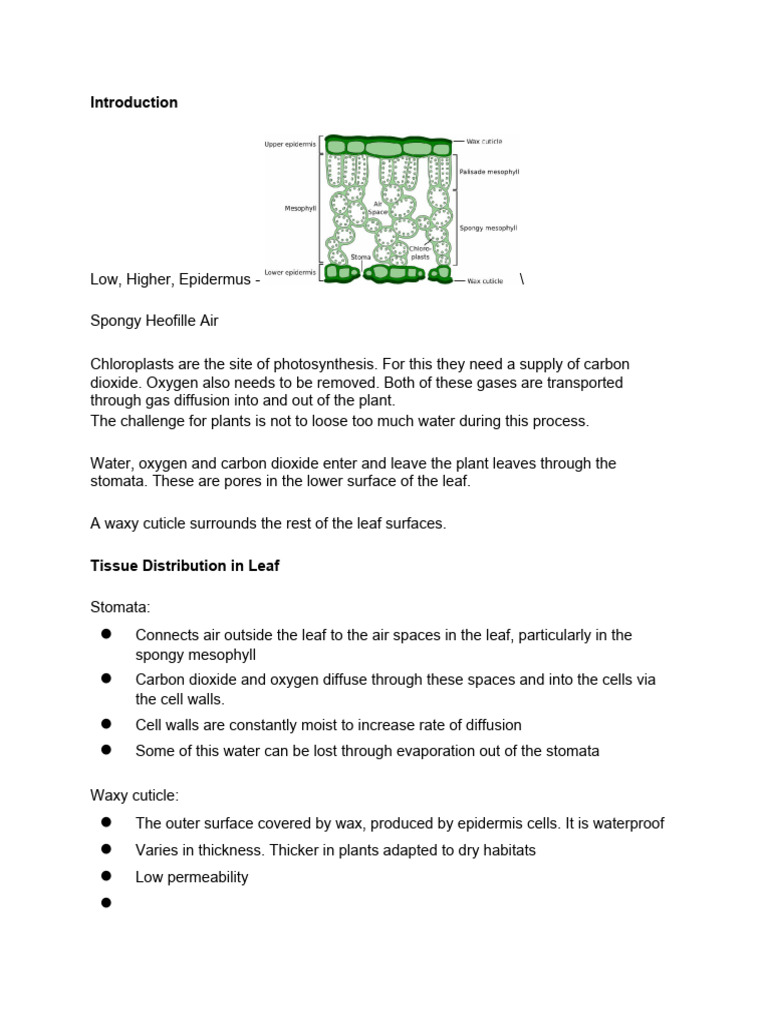 Plant Biology - IB Biology SL Grade 11 | PDF | Stoma | Leaf