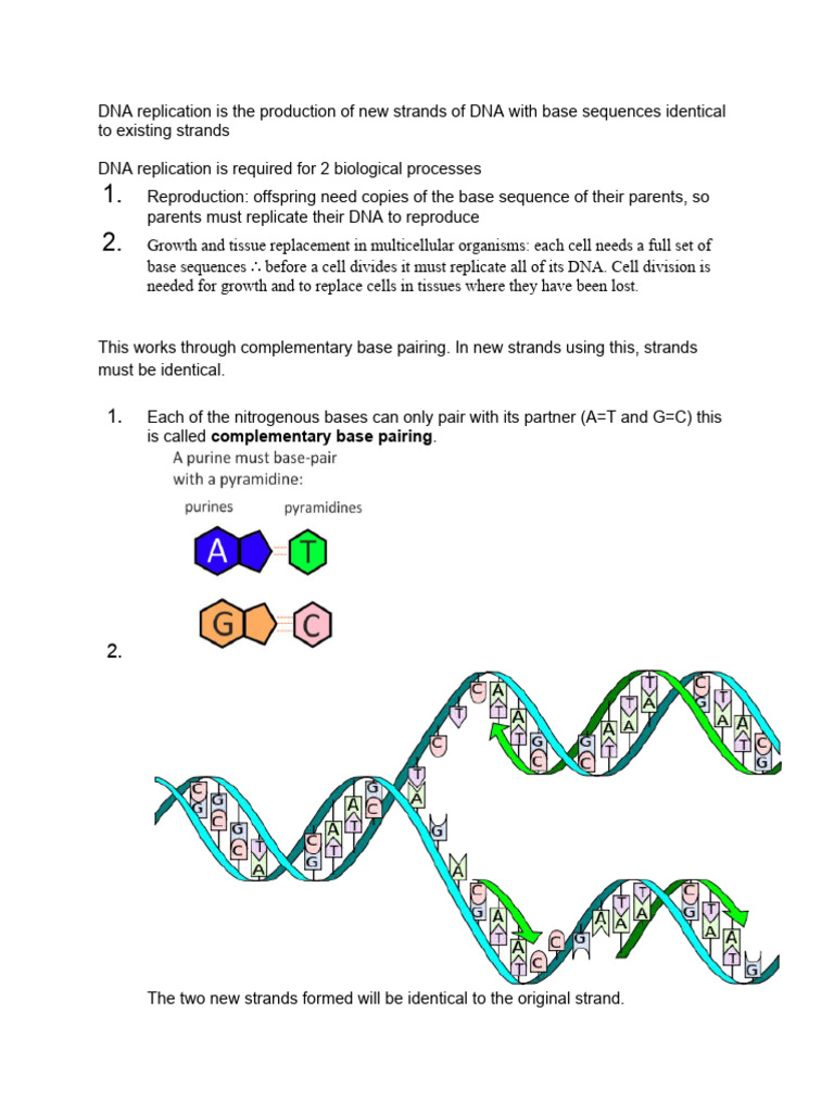DNA Replication - IB Biology SL Grade 11 | PDF | Dna | Polymerase Chain ...