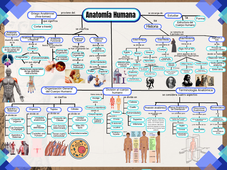 Anatomía Humana: Estructuras y Funciones | PDF | Anatomía | Pelvis