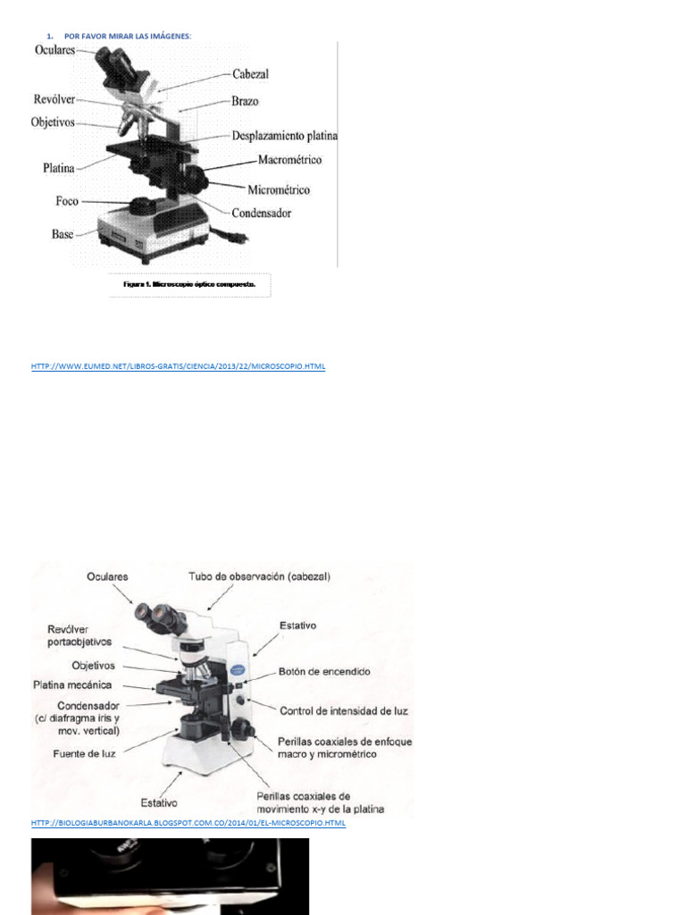 Taller Uso Del Microscopio | PDF | Microscopio | Óptica