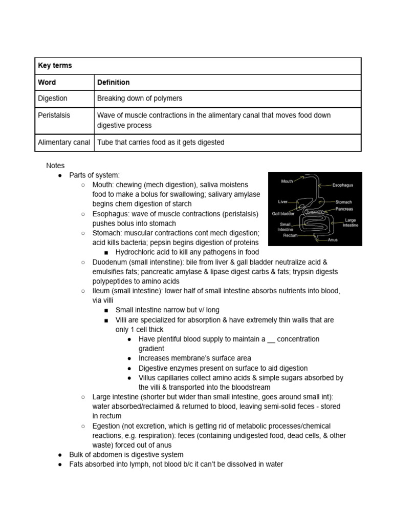 IB Biology 6.1 Digestion Notes | PDF | Digestion | Small Intestine