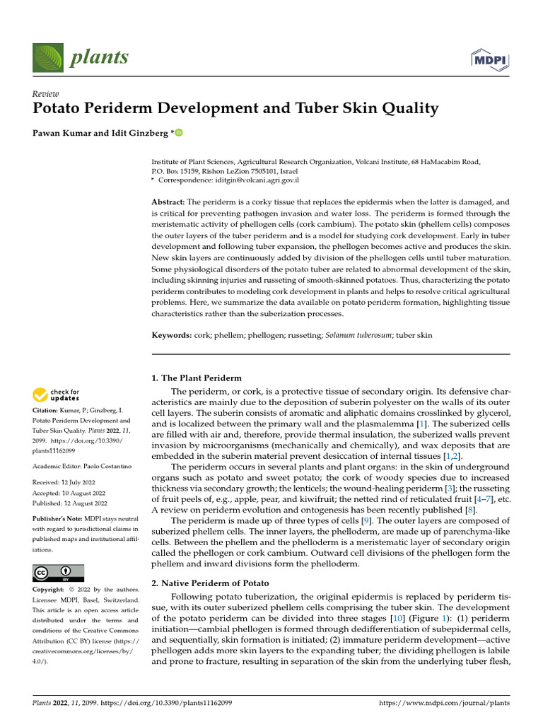 Potato Periderm Development and Tuber Skin Quality | PDF | Polyphenol ...