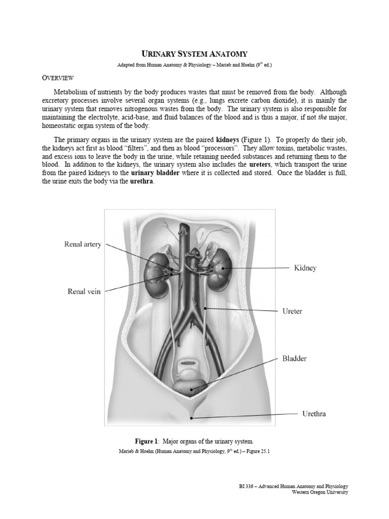 Laboratory - Urinary Anatomy_3 | PDF | Kidney | Anatomy