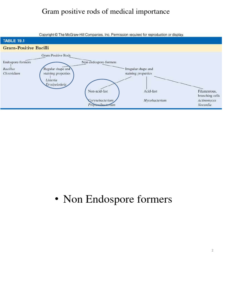 Gram Positive Rod of Medical Imortance II | PDF | Medical Specialties ...