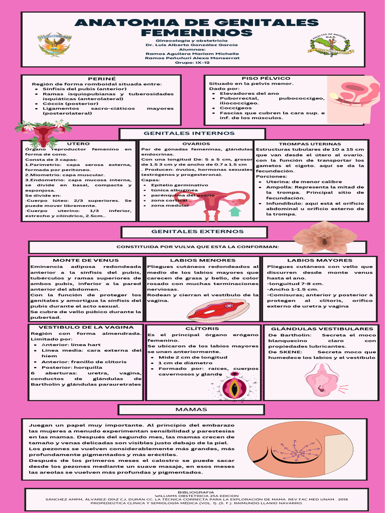 1. ANATOMIA DE GENITALES FEMENINOS | PDF | Labios | Clítoris