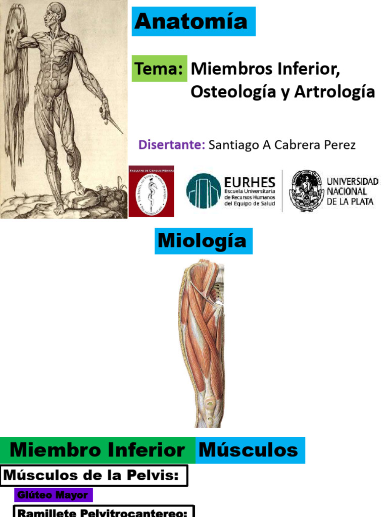 Miembros Inferiores. Musculos y Circulación UNLP 2023 | PDF | Filosofía ...