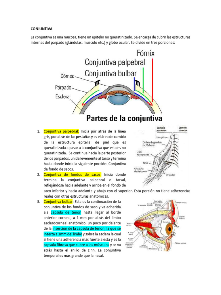 Anatomía y Vascularización de la Conjuntiva | PDF