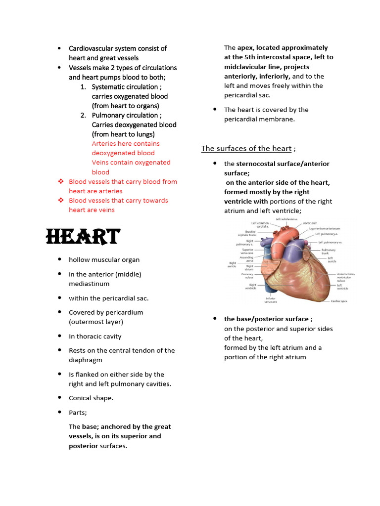 Heart | PDF | Heart | Atrium (Heart)