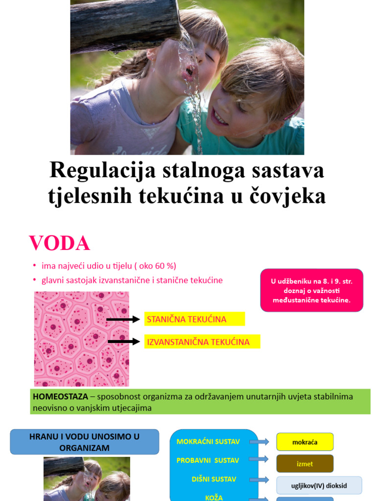 Regulacija Stalnog Sastava Tjelesnih Tekucina U Zovjeka Lektorirano | PDF