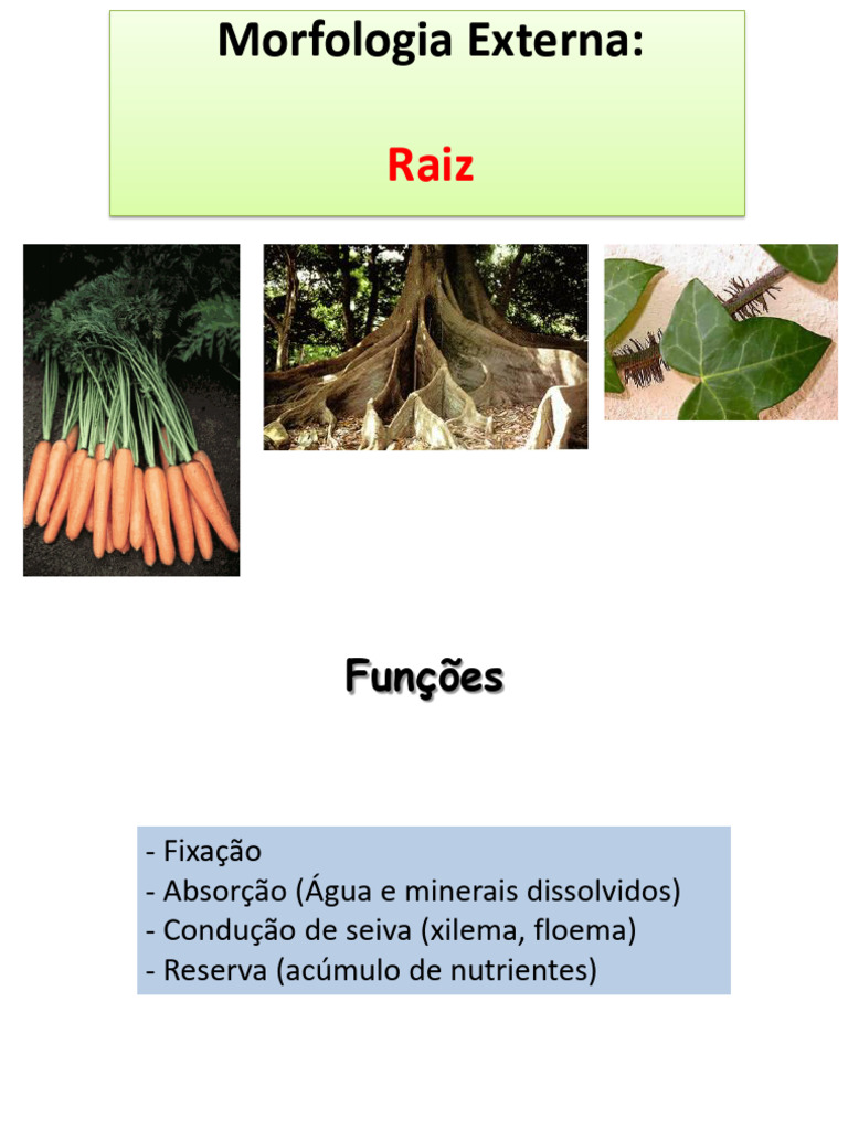 Morfologia - Da - Raiz e Caule | PDF | Raiz | Plantas