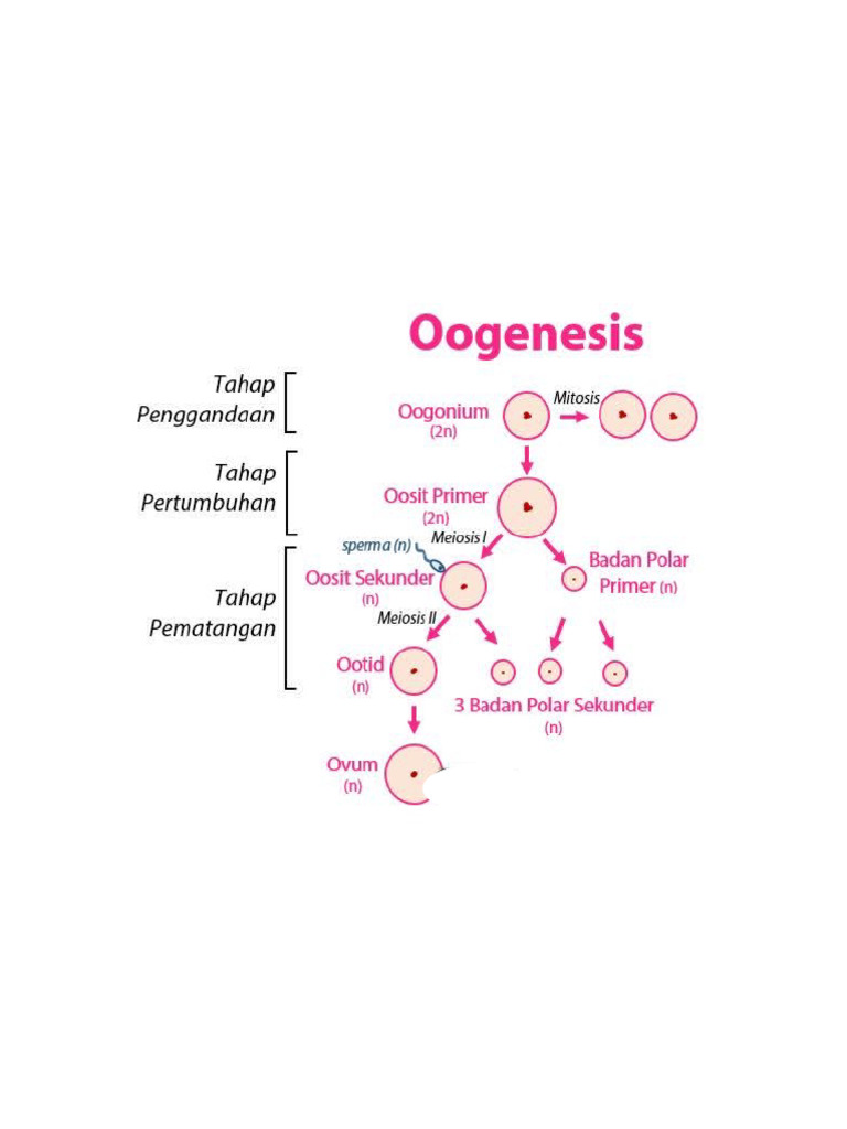 Oogenesis | PDF