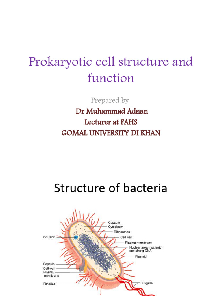 Prokaryotic Cell Structure Overview | PDF | Cell Membrane | Cell (Biology)