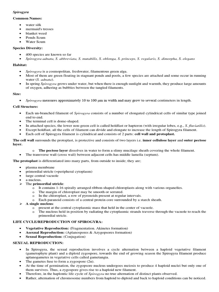 Spirogyra | PDF | Sexual Reproduction | Ploidy