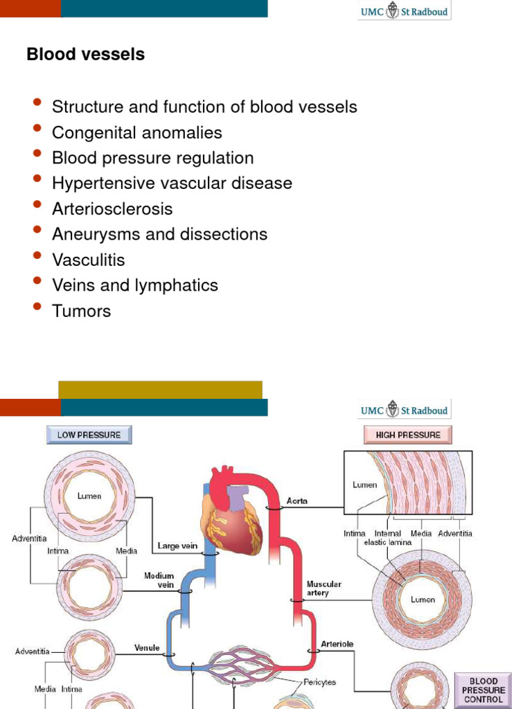 2024_blood vessels | PDF | Vein | Atherosclerosis