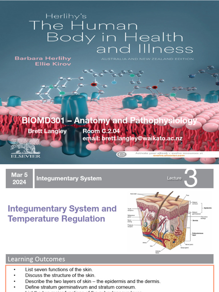 UOW BIOMD301 3 - Integumentary System and Temperature Regulation | PDF ...
