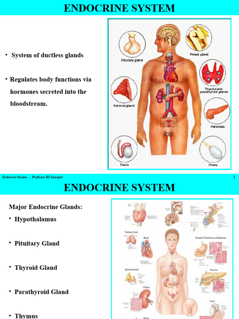 Endocrine | PDF | Endocrine System | Adrenal Gland