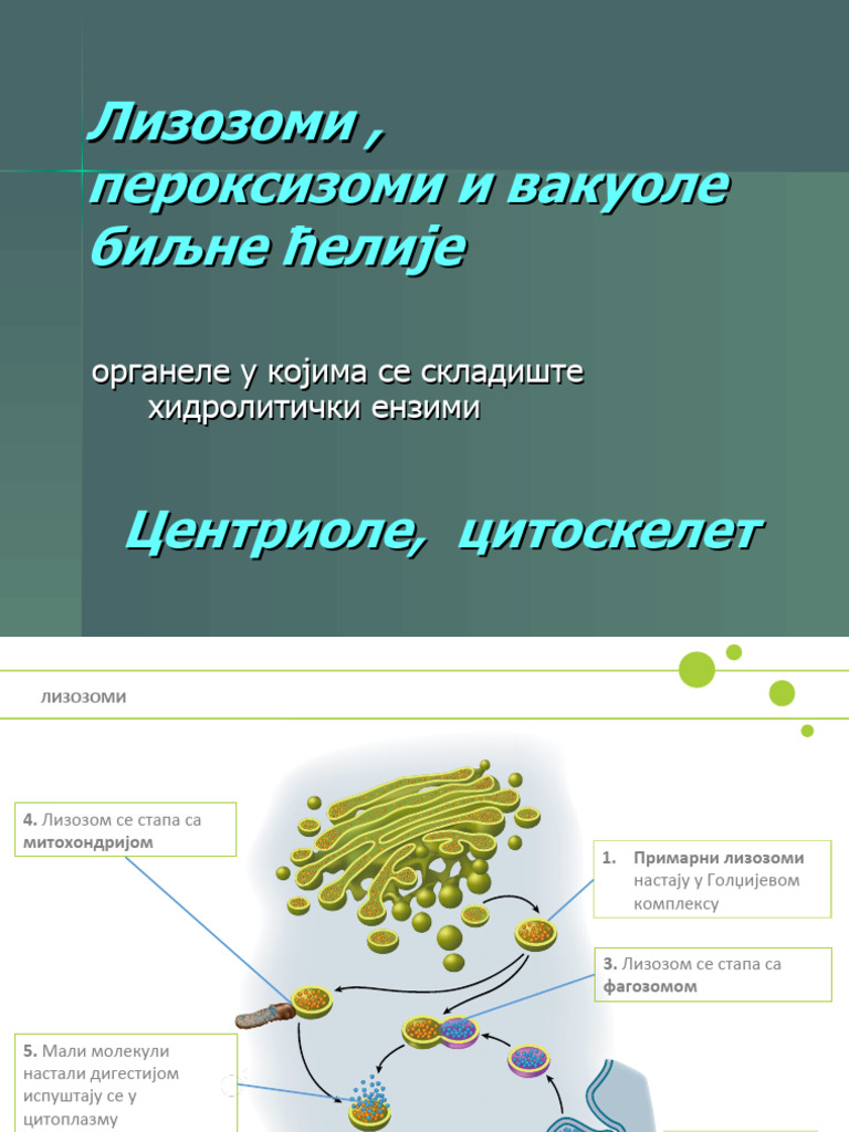004 Ćelijske Organele Lizozomi Skelet | PDF