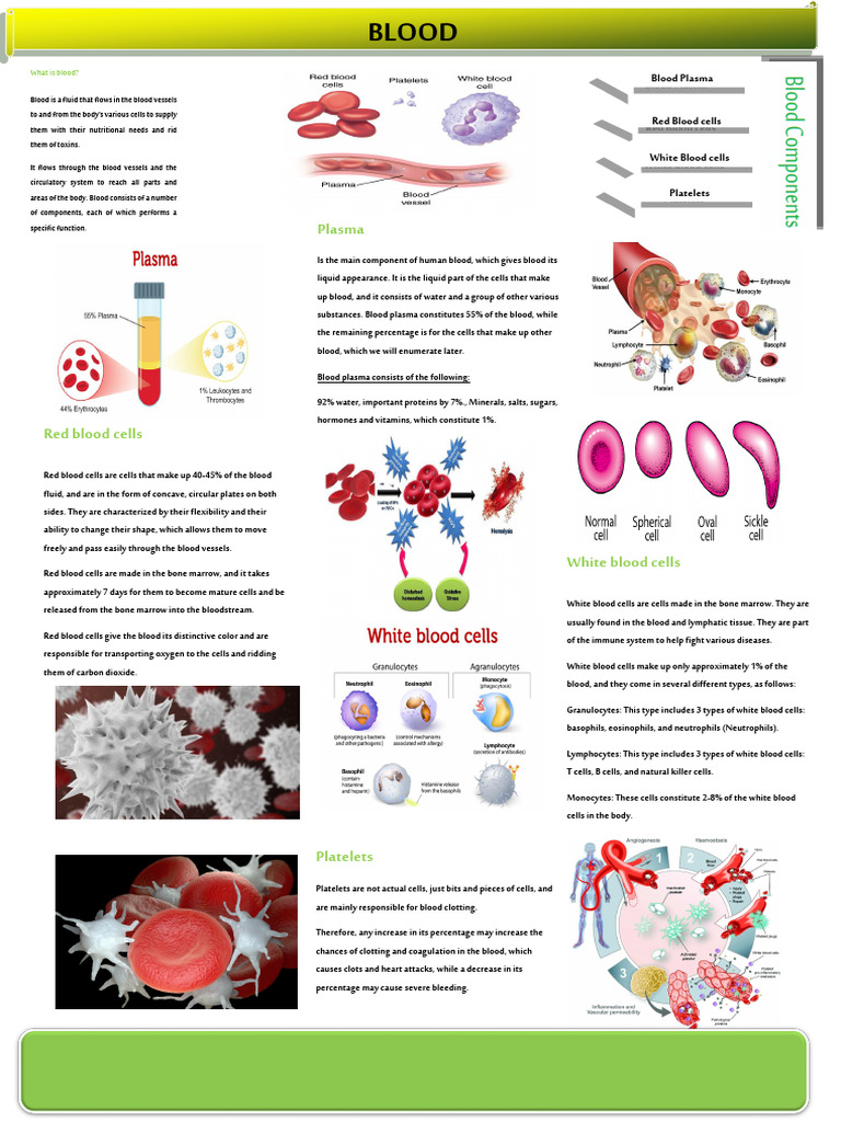 Blood | PDF | Blood | Blood Cell