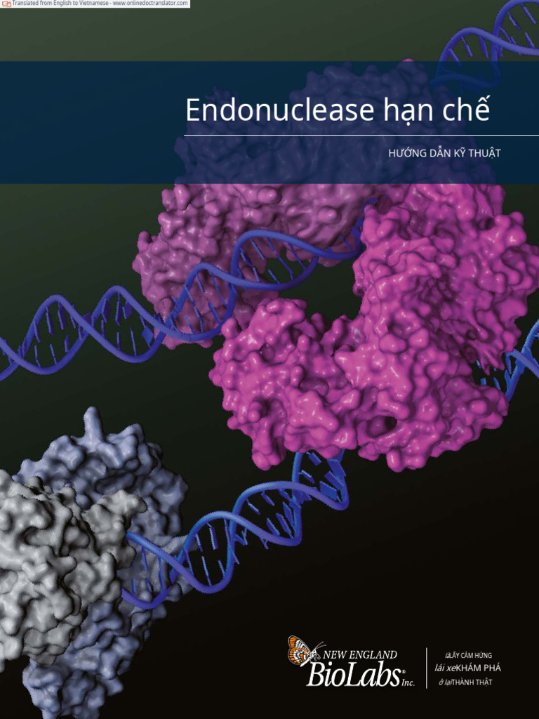 Restriction Endonuclease Technical Guide - En.vi | PDF