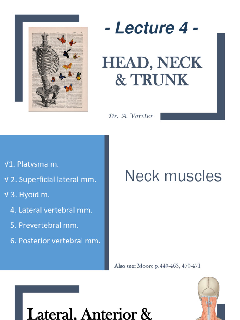 Lecture 4 - AV - 2022 | PDF | Vertebra | Vertebral Column
