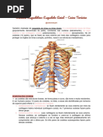 Anatomia do Tórax: Estruturas e Funções | PDF | Vértebra | Tórax ...