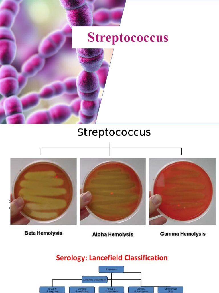 Strep | PDF