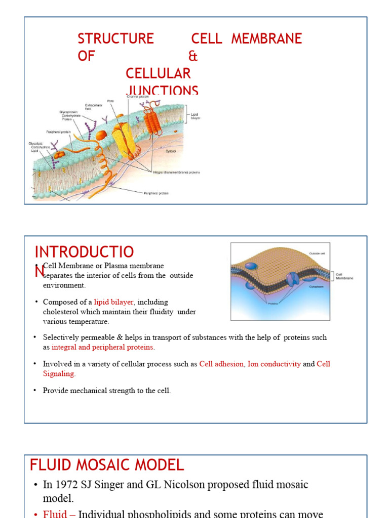 cell membrane | PDF | Cell Membrane | Phospholipid