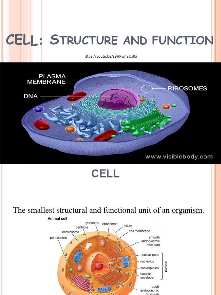 Cell Structure Function | PDF | Cytoplasm | Cell Nucleus
