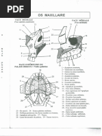1-ANATOMIE FACIALE (Muscles) | PDF | Lèvre | Anatomie