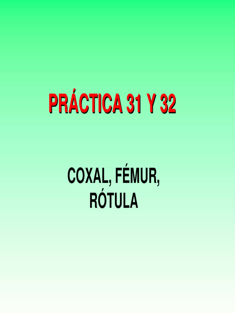 PRÁCTICA 7 (Coxal, Fémur, Rótula)-2 | PDF | Anatomía humana | Anatomía