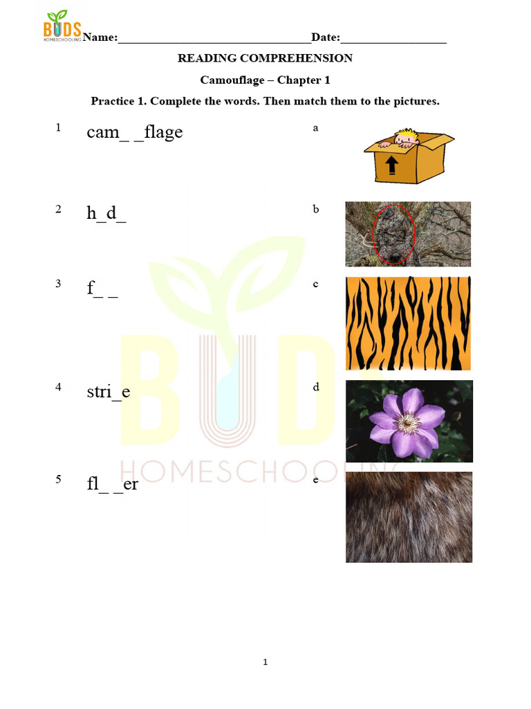 Practice and Homework - Camouflage Chapter 1 - Plural Nouns | PDF