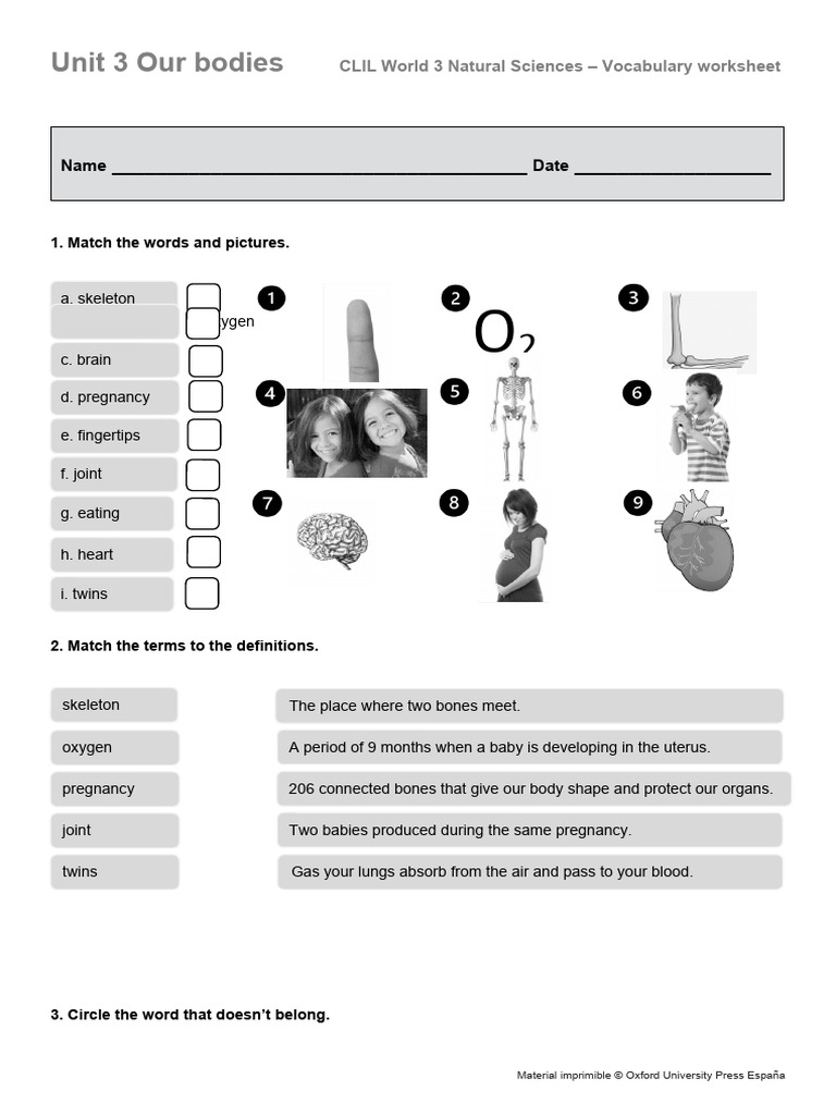 Our Bodies Vocab Worksheet | PDF | Human Body | Blood